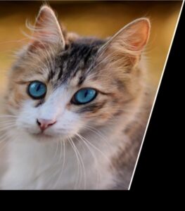 How to do Affine Transform in OpenCV Python - AiHints