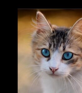 How to Translate an Image in OpenCV Python - AI Hints