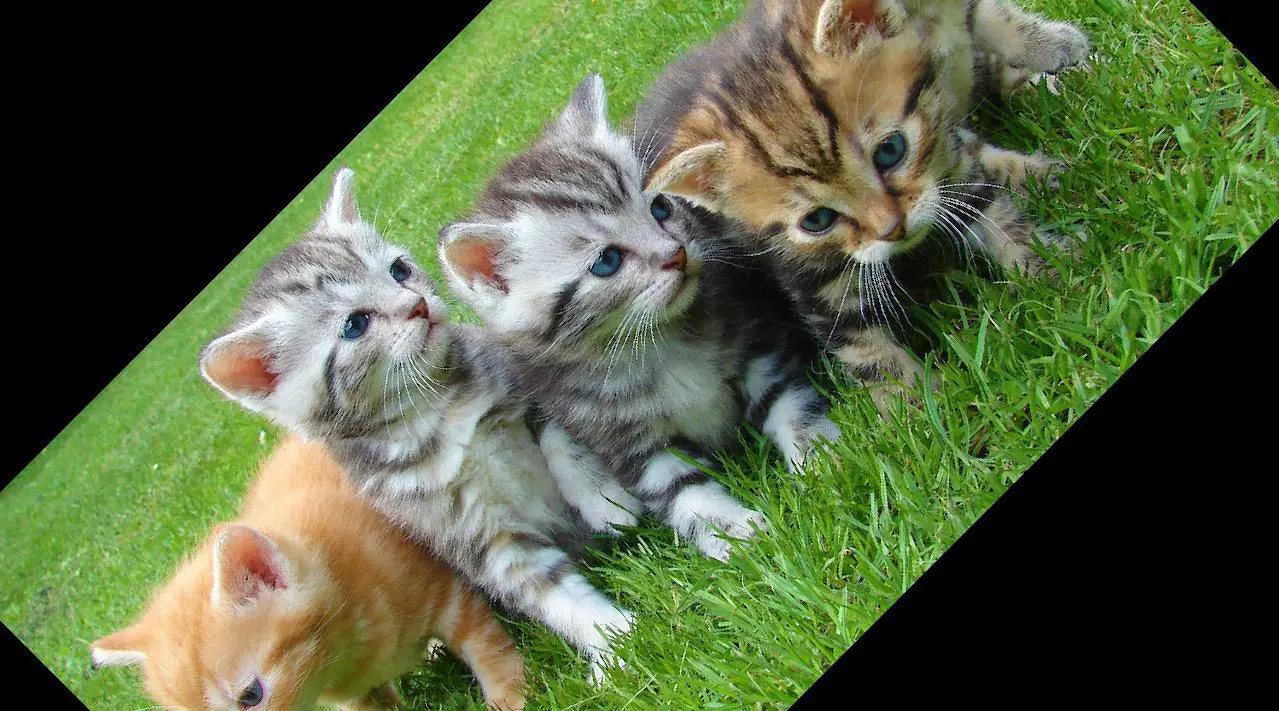 How to rotate an image in Pillow Python - AiHints